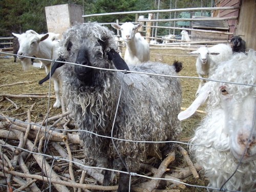 Coloured Angora Goats | Joybilee® Farm | DIY | Herbs | Gardening
