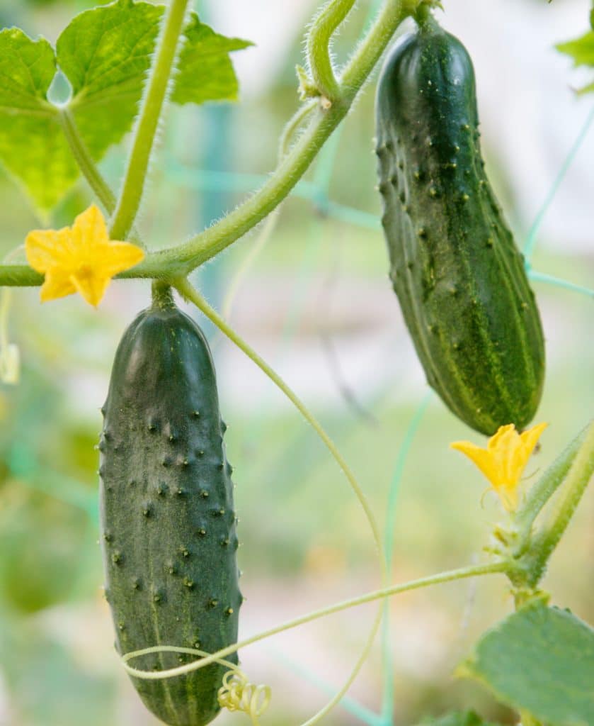 Saving seeds from Cucumbers will save you money