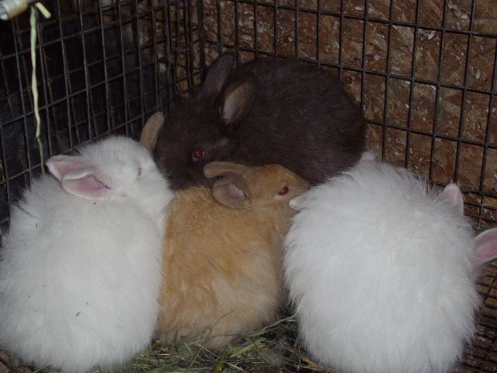 Angora rabbit 101: Bunny Colour Genetics part 3, the shaded genes ...
