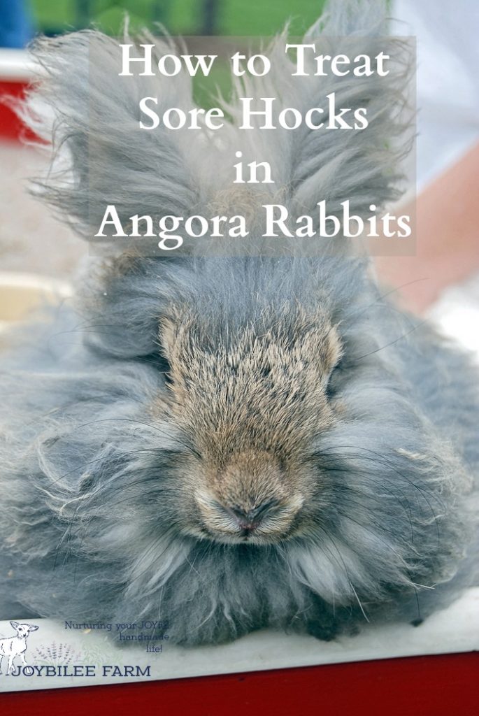 How to Treat Sore Hocks in Angora Rabbits | Joybilee® Farm | DIY ...