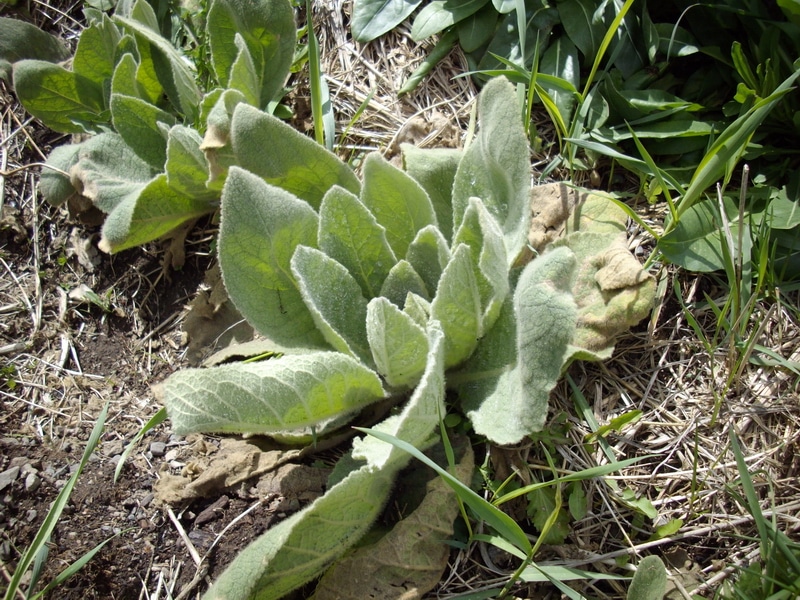 How to use Mullein for colds and flu | Joybilee® Farm | DIY | Herbs ...