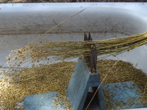 Linen flax, an endangered natural fiber