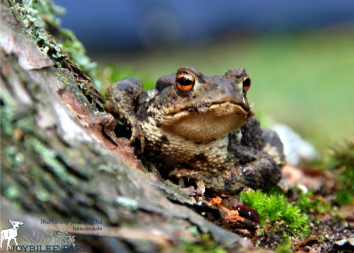 Naturally Reduce Garden Pests by Making a Frog House for Your Garden ...