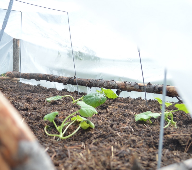 How to Make a Hotbed | Joybilee® Farm | DIY | Herbs | Gardening