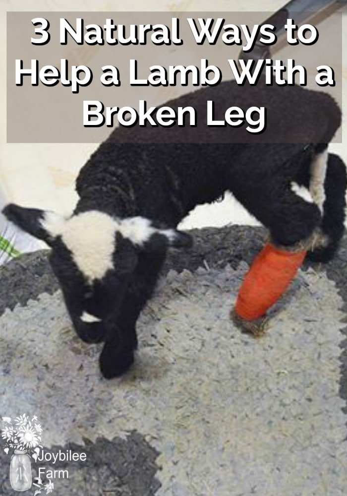 3 Natural Ways to Help a Lamb With a Broken Leg | Joybilee® Farm | DIY ...