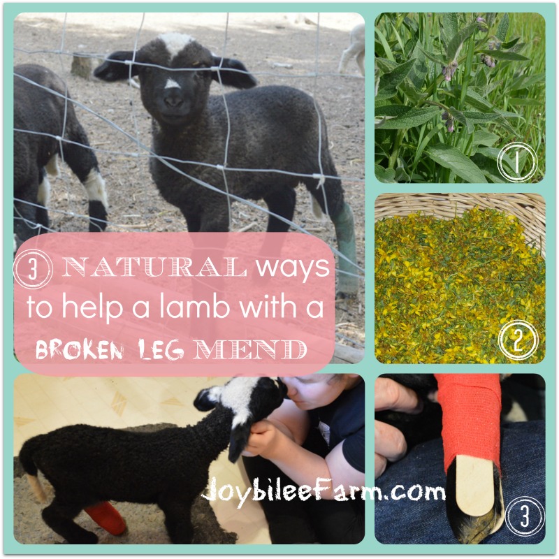 3 natural ways to help a lamb with a broken leg mend | Joybilee® Farm ...