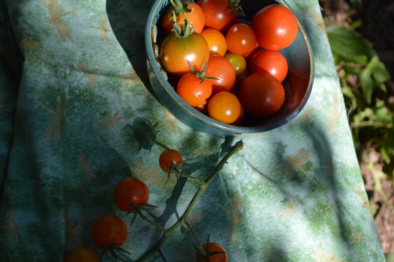 The Easy Way to Preserve Cherry Tomatoes | Joybilee® Farm | DIY | Herbs ...