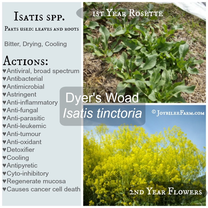 Woad as natural antibiotics | Joybilee® Farm | DIY | Herbs | Gardening