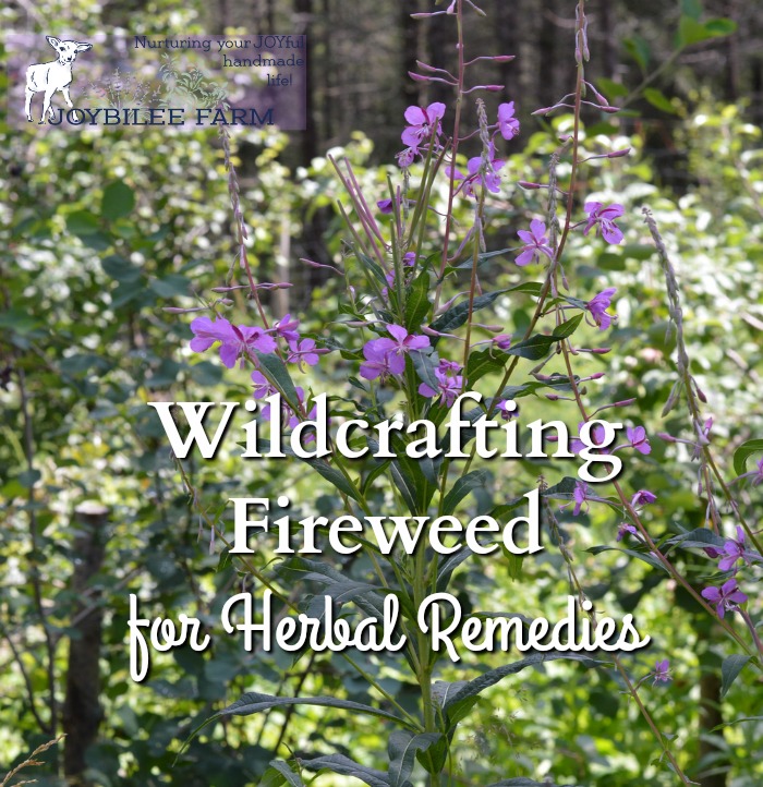 Wildcrafting Fireweed for Herbal Remedies | Joybilee® Farm | DIY ...