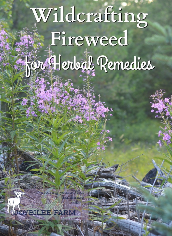Wildcrafting Fireweed for Herbal Remedies | Joybilee® Farm | DIY ...