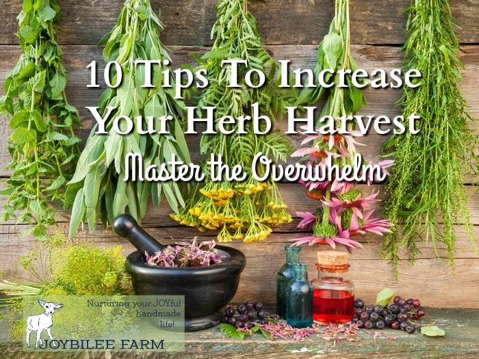 10 Tips To Increase Your Herb Harvest and Master the Overwhelm