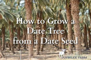 How to Grow a Date Tree from a Date Seed | Joybilee® Farm | DIY | Herbs ...