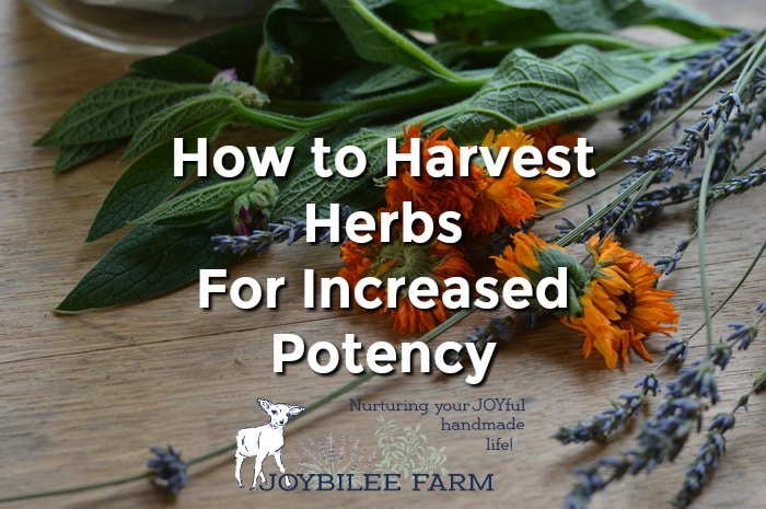 When to Harvest Herbs For Increased Potency and Flavor
