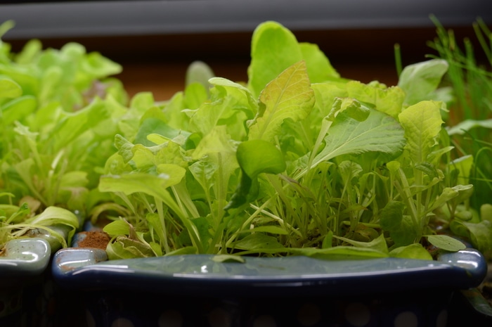 Growing Lettuce Indoors for a Perpetual Harvest to Fill Your Salad Bowl