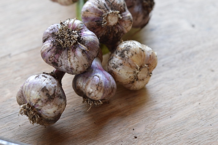 Preserving Garlic by Braiding Will Let It Last Till the Next Harvest Comes