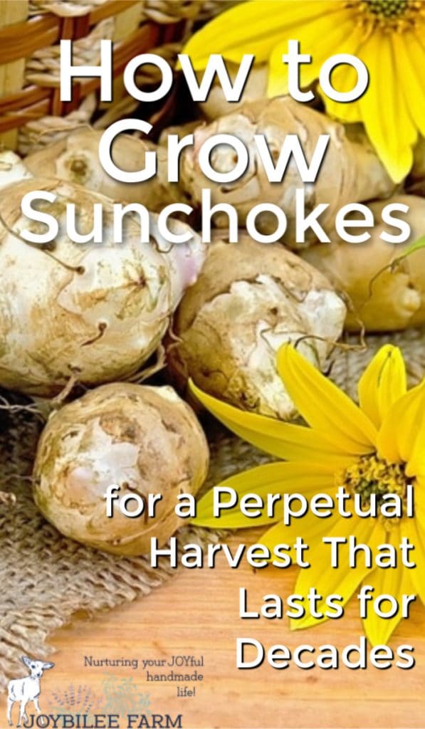How to Grow Sunchokes for Perpetual Harvests | Joybilee® Farm | DIY ...