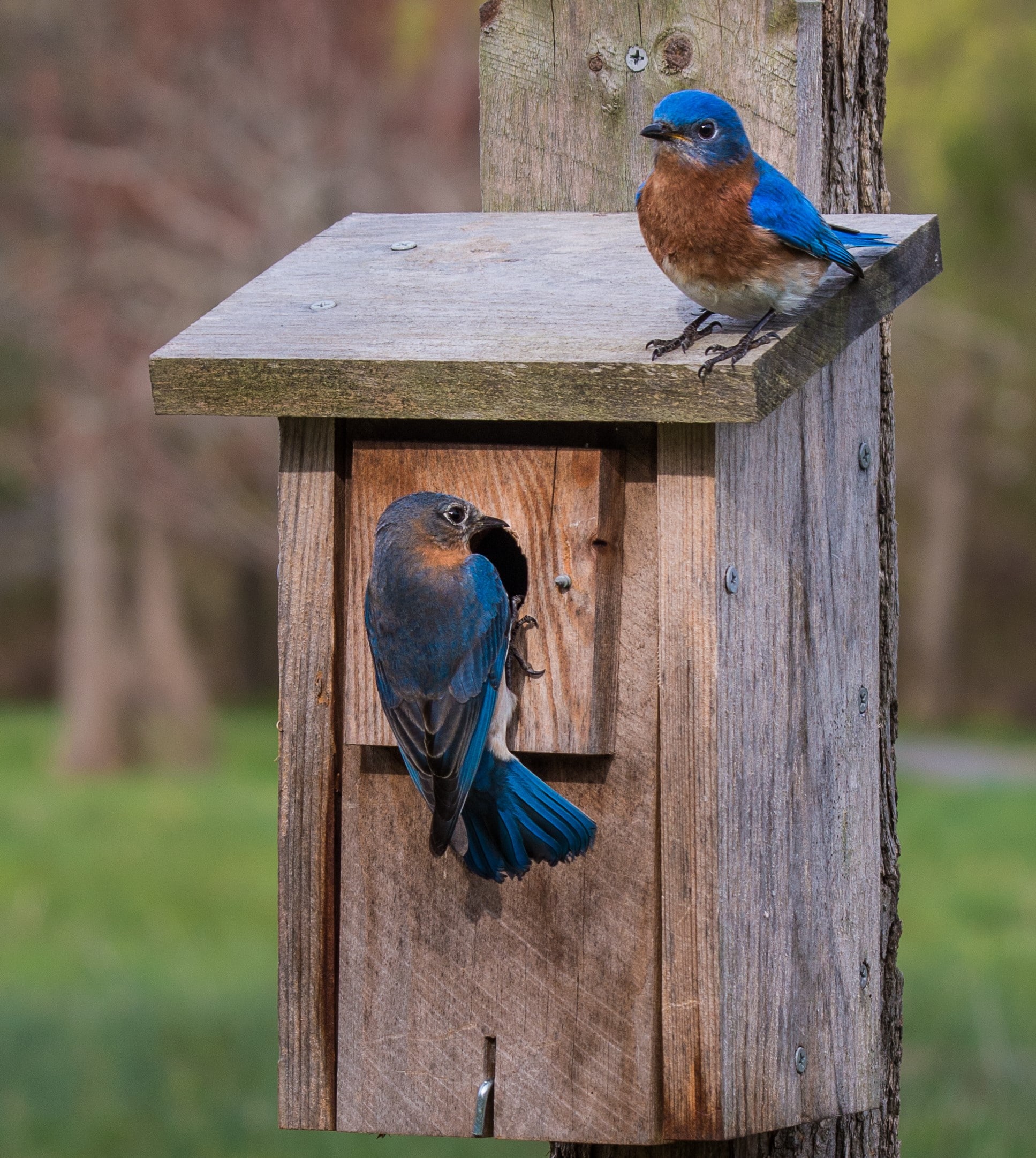 Build A Bluebird House And Reduce Insects Joybilee Farm DIY 