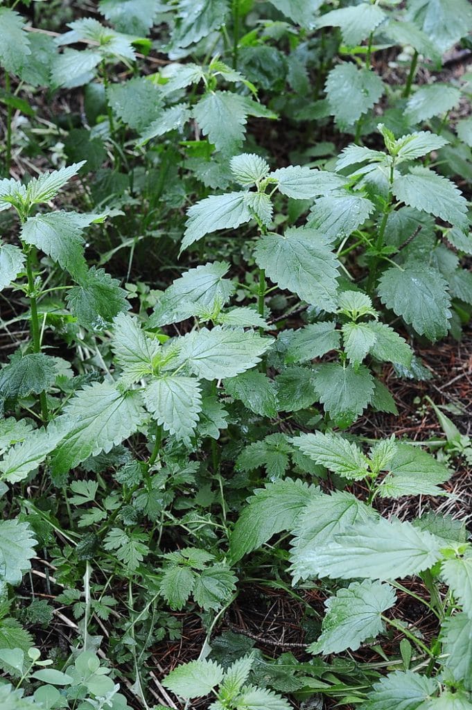Harvest Stinging Nettle Root in the Fall for Men's Health | Joybilee ...