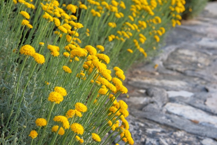 14 Perennial Herbs for Skin Care You can Grow in Zone 4