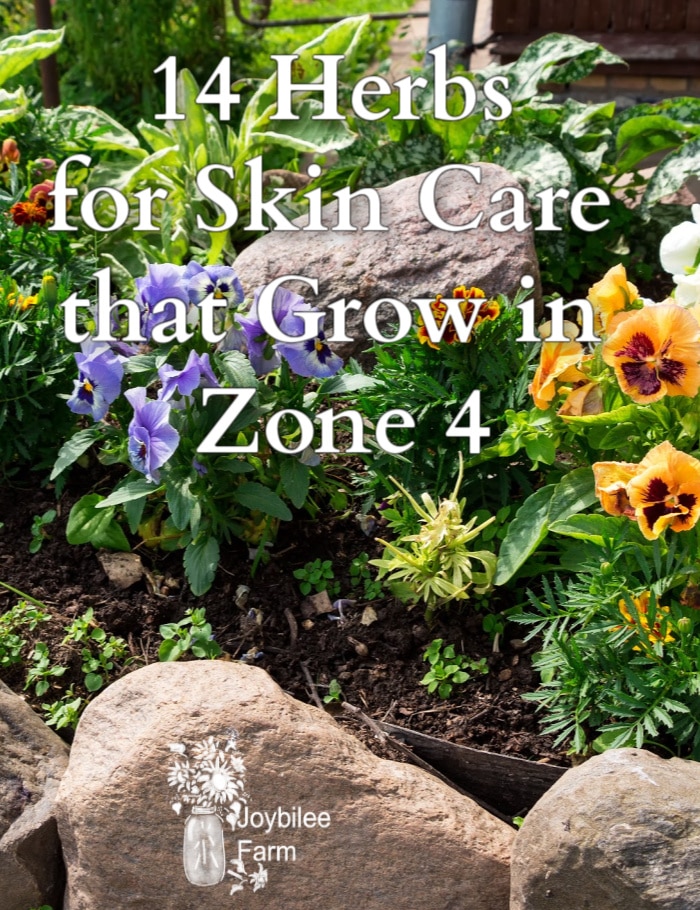14 Perennial Herbs for Skin Care You can Grow in Zone 4