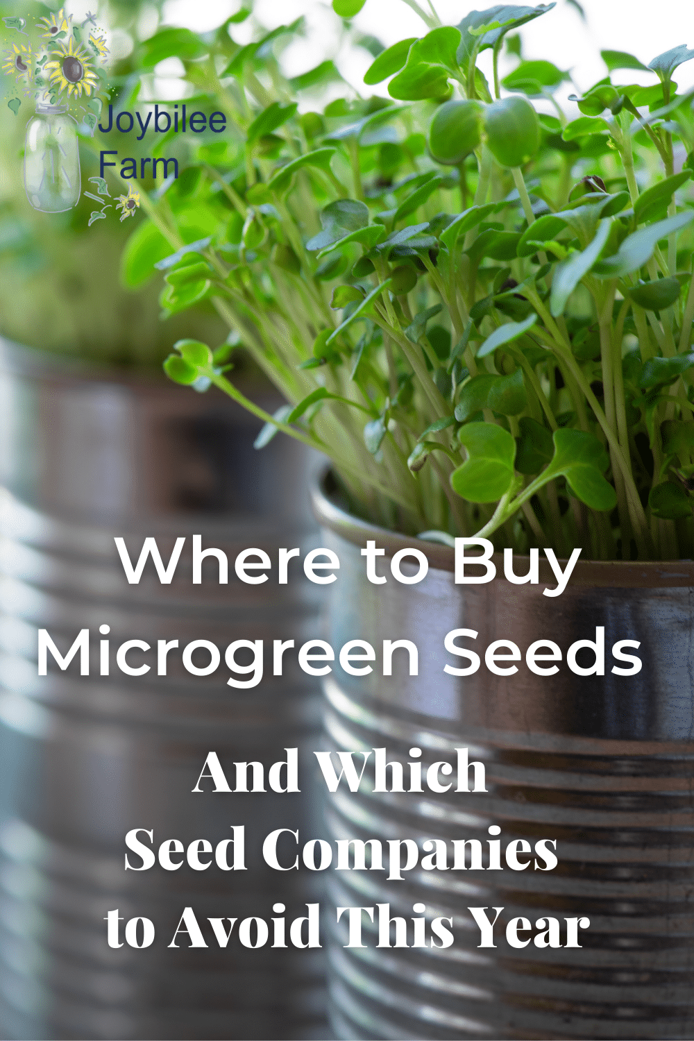 Where to Buy Microgreen Seeds and Which Companies to Avoid
